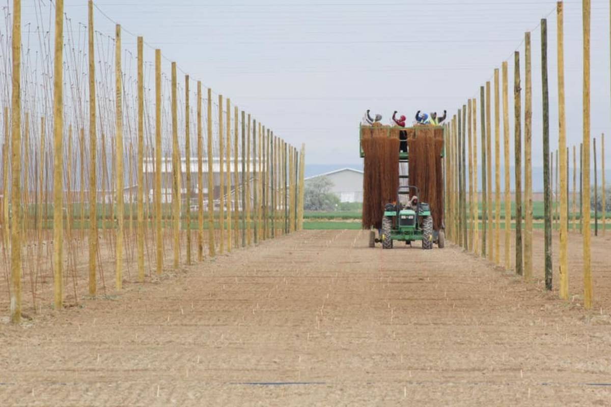 What's Happening on the Farm? - Obendorf Farms