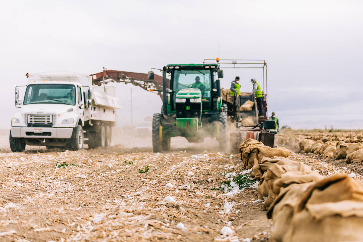 Crops » Onions - Obendorf Farms