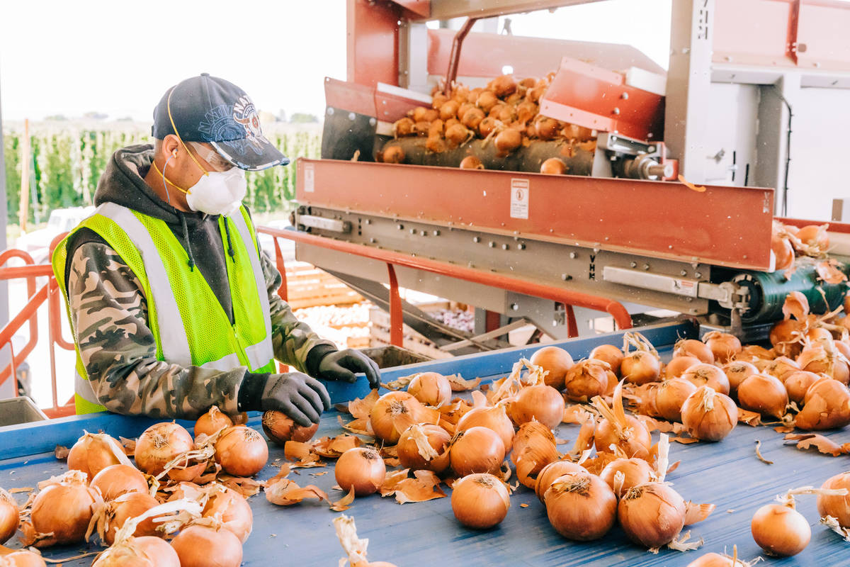 Crops » Onions - Obendorf Farms