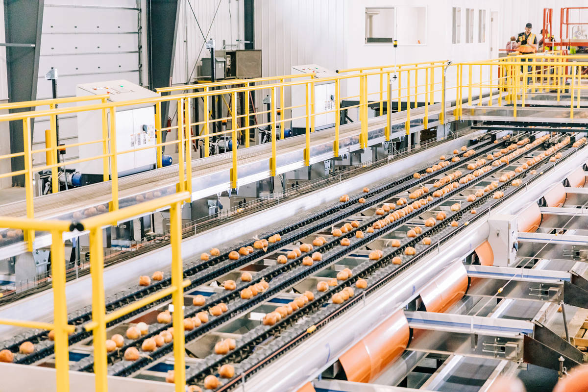 Crops » Onions - Obendorf Farms