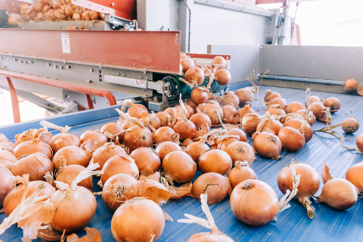 Crops » Onions - Obendorf Farms