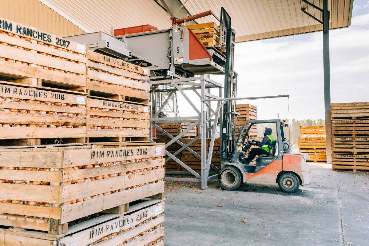 Crops » Onions - Obendorf Farms